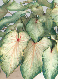 Caladium Strap White Wing Shipping Spring 2026 - Terra Ceia Farms