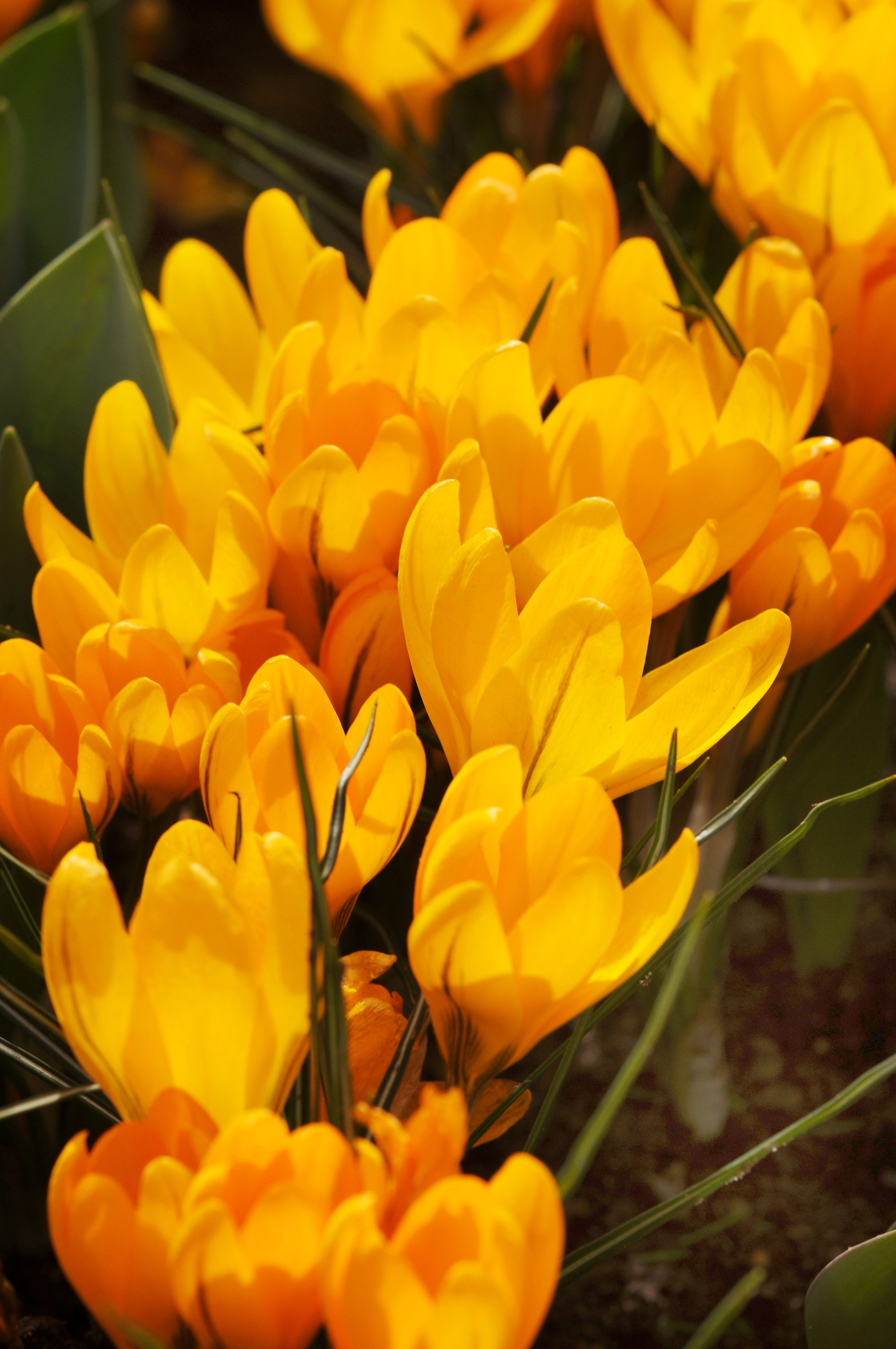 Crocus Vernus Yellow Mammoth Preorder Fall 2026 - Terra Ceia Farms