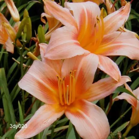 Daylily Halls Pink Shipping Spring 2026 - Terra Ceia Farms