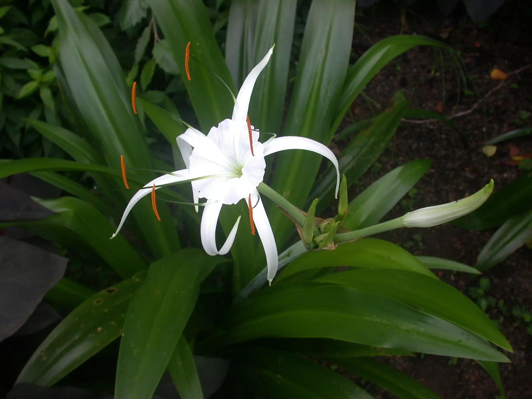Hymenocallis Tropical Giant Shipping Spring 2026 - Terra Ceia Farms