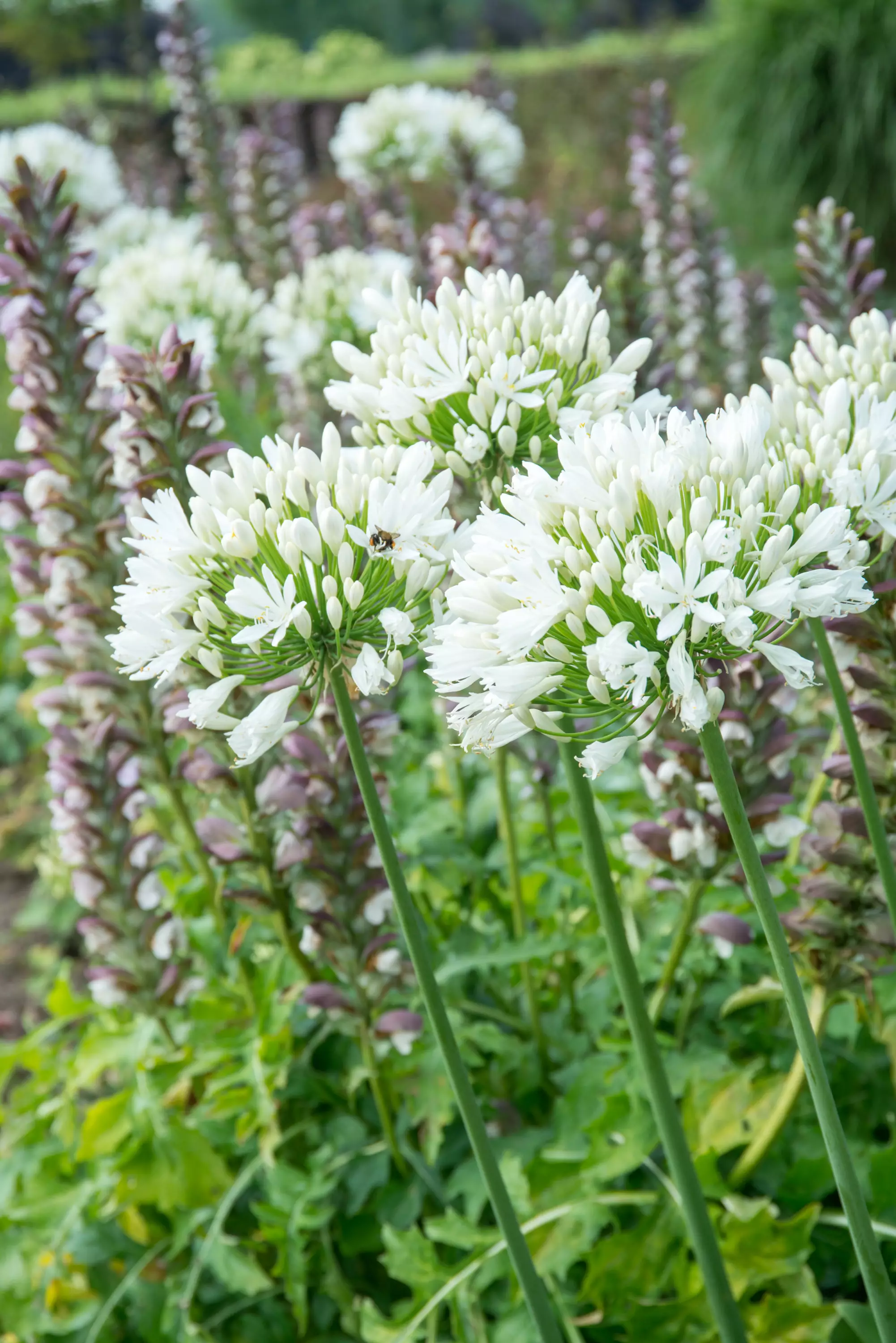 Agapanthus Alba Shipping Spring 2026 - Terra Ceia Farms