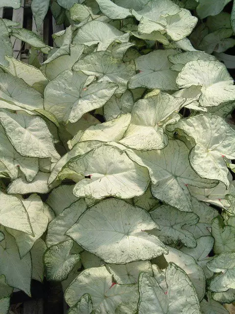 Caladium Dwarf Florida Moonlight Preorder Spring 2026 - Terra Ceia Farms