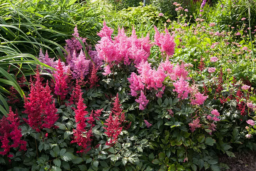 terraceiafarms.com: Astilbe Mixed