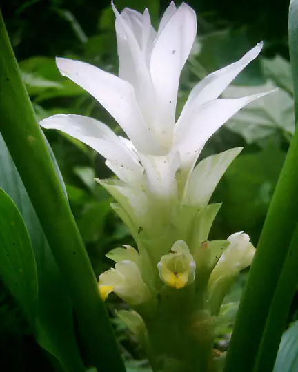 Curcuma zeodaria White Wonder Preorder Spring 2026 - Terra Ceia Farms
