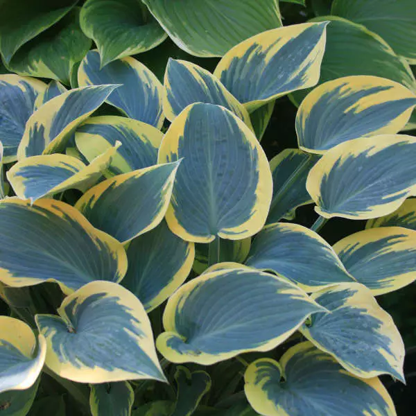 Hosta First Frost Shipping Spring and Fall Season - Terra Ceia Farms