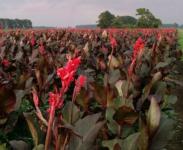 terraceiafarms.com: Canna Giant Musifolia