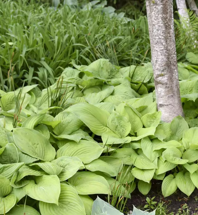 Hosta Guacamole Preorder Spring 2026 - Terra Ceia Farms