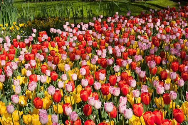 Tulip Darwin Hybrid Mixture Preorder Fall 2026 - Terra Ceia Farms