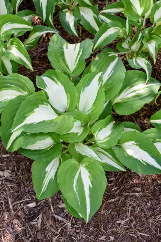Hosta Night before Christmas Shipping Spring and Fall Season - Terra ...