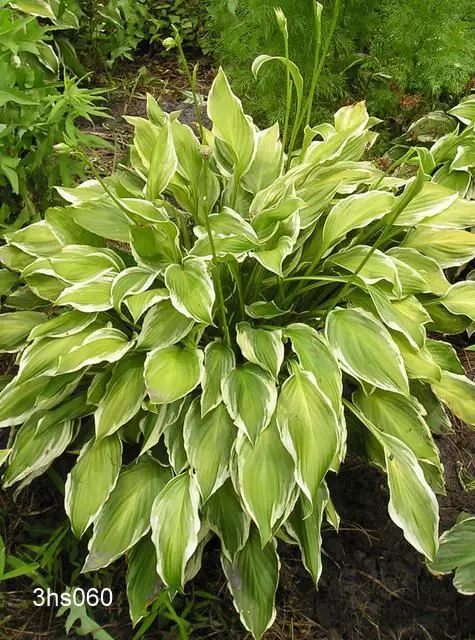 Hosta Variegated Leaf - Bulk Landscaping Shipping Spring and Summer ...