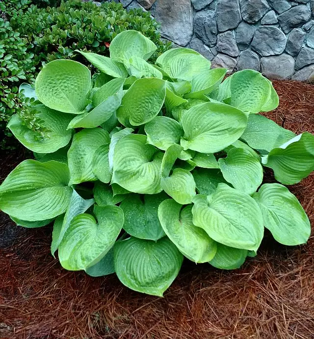 Hosta Green Leaf - Bulk Landscaping Shipping Spring and Summer Blooms ...