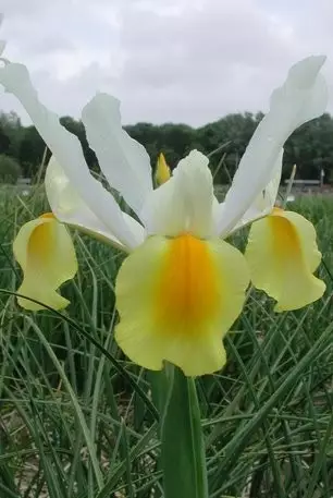 Dutch Iris Apollo Preorder Fall 2026 - Terra Ceia Farms