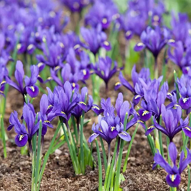 Dwarf Iris Reticulata Shipping Fall 2025 - Terra Ceia Farms