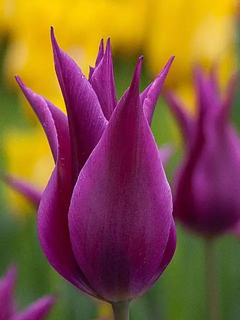 Tulip Lily Flowered Maytime Preorder Fall 2026 - Terra Ceia Farms