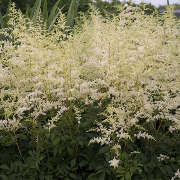 Astilbe - Bridal Veil (White) Preorder Spring 2026 - Terra Ceia Farms
