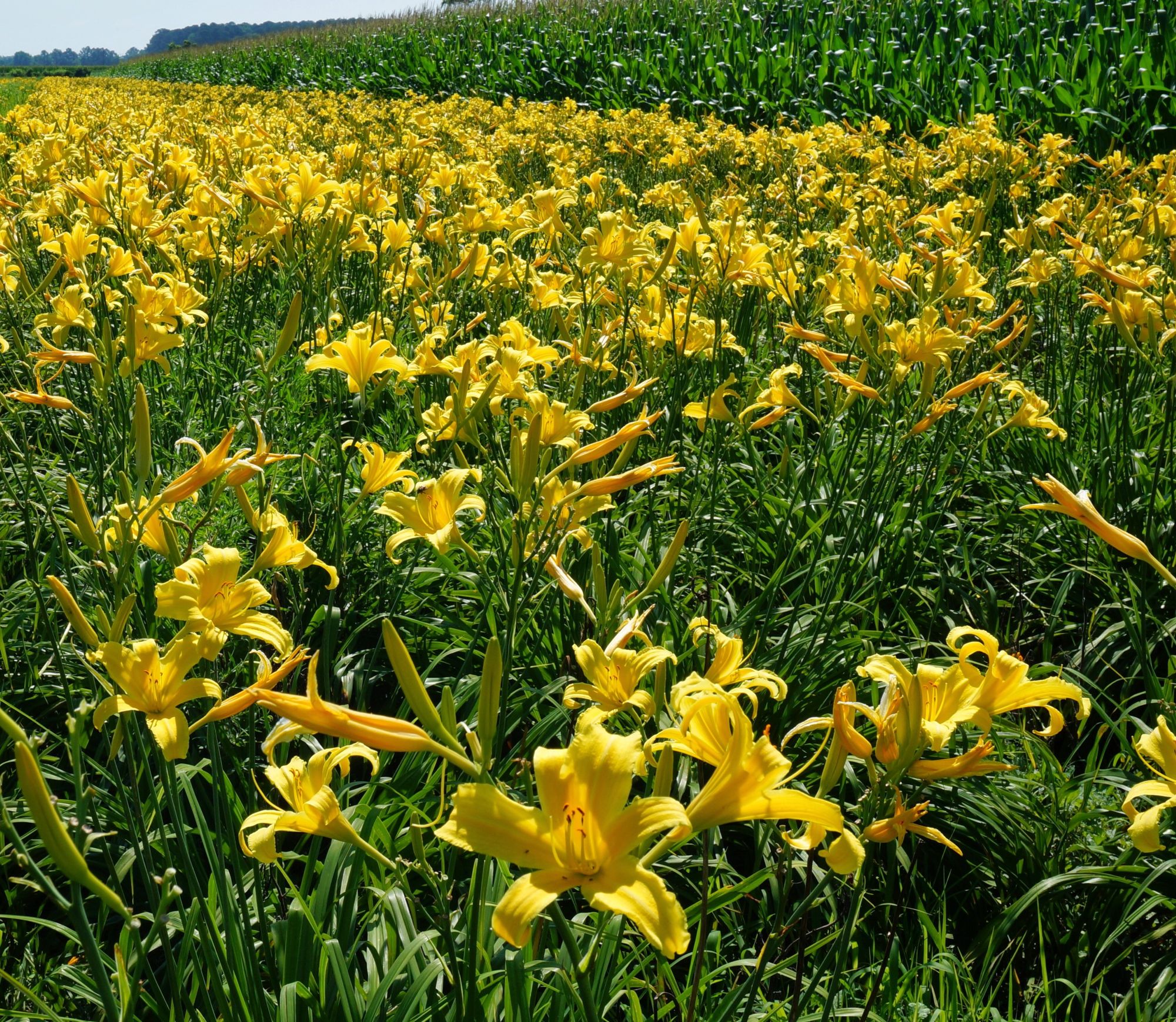 terraceiafarms.com: Daylily Yellow - Bulk Landscaping