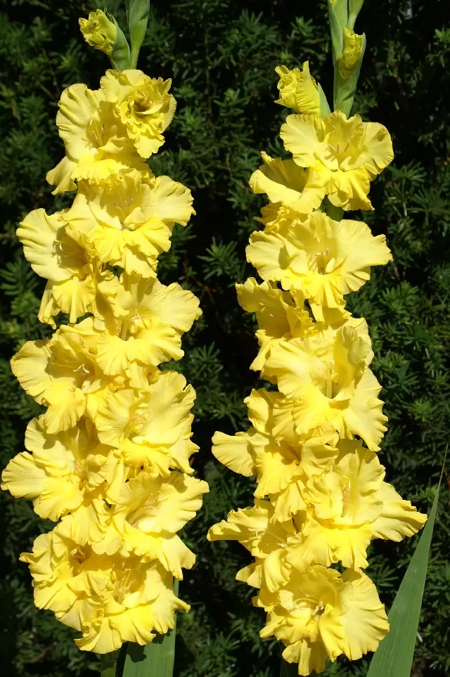 Gladiolus Yellow Shipping Spring 2026 - Terra Ceia Farms