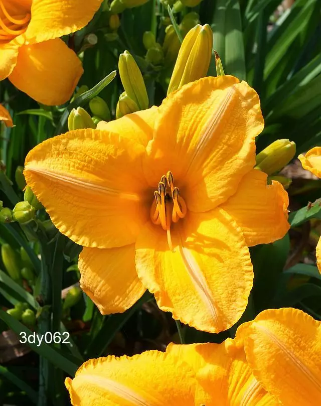 Daylily Buttered Popcorn Shipping Fall 2025 - Terra Ceia Farms
