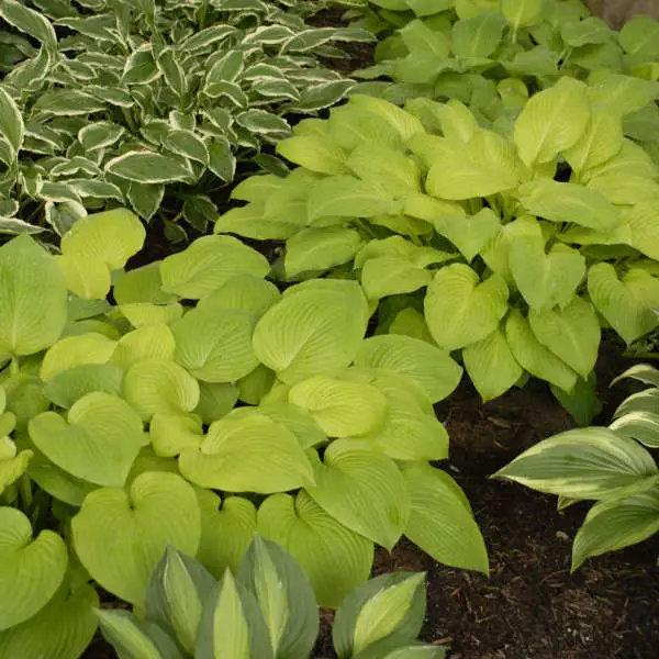 Hosta Mixed Shipping Spring and Fall Season - Terra Ceia Farms