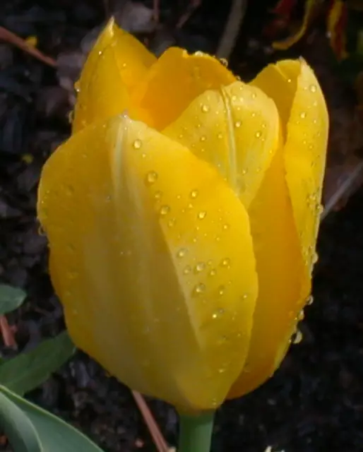 Tulip Fosteriana Yellow Purissima Preorder Fall 2026 - Terra Ceia Farms