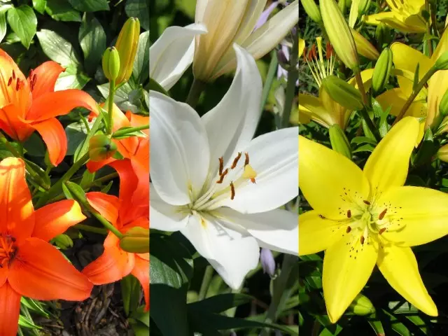Lily Asiatic Collection (30 bulbs) Shipping Spring and Fall Season ...
