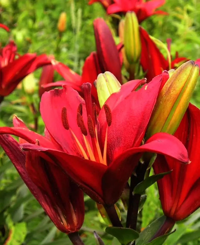 Lily Asiatic Red Preorder Spring 2026 - Terra Ceia Farms