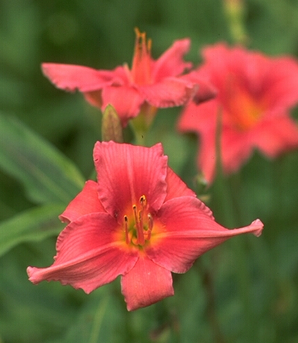 Daylily Rose Red Ruffles- Clump Shipping Fall 2025 - Terra Ceia Farms