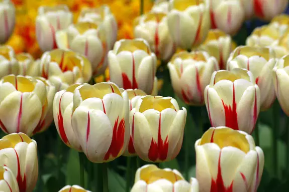 Tulip Single Late World Expression Preorder Fall 2026 - Terra Ceia Farms