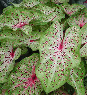 Caladium Dwarf Ms. Muffet Preorder Spring 2026 - Terra Ceia Farms
