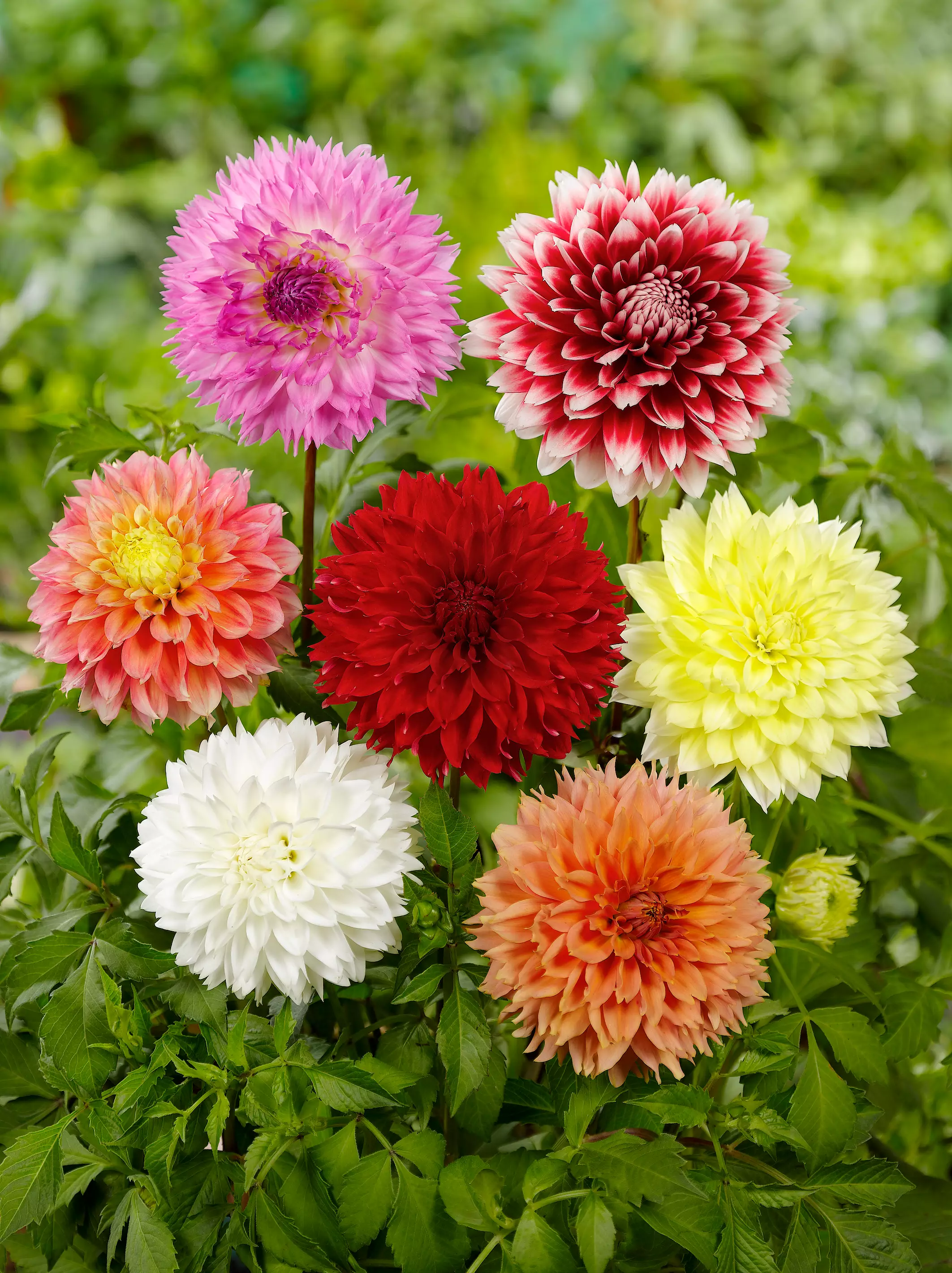 Dahlia Decorative Mixture Shipping Spring 2026 - Terra Ceia Farms
