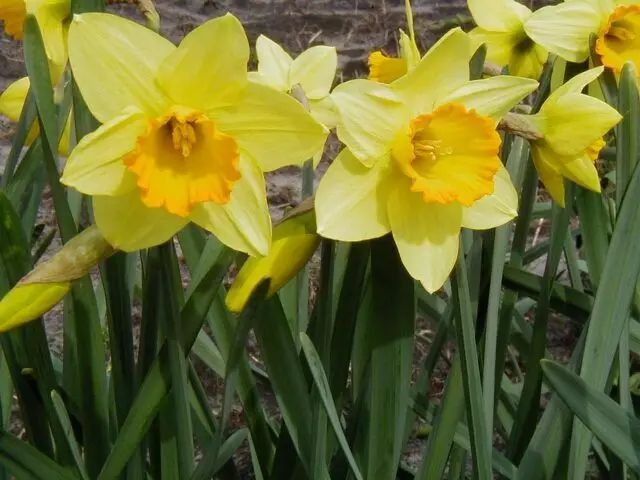 Daffodil Fortune - Bulk Landscaping Preorder Fall 2026 - Terra Ceia Farms