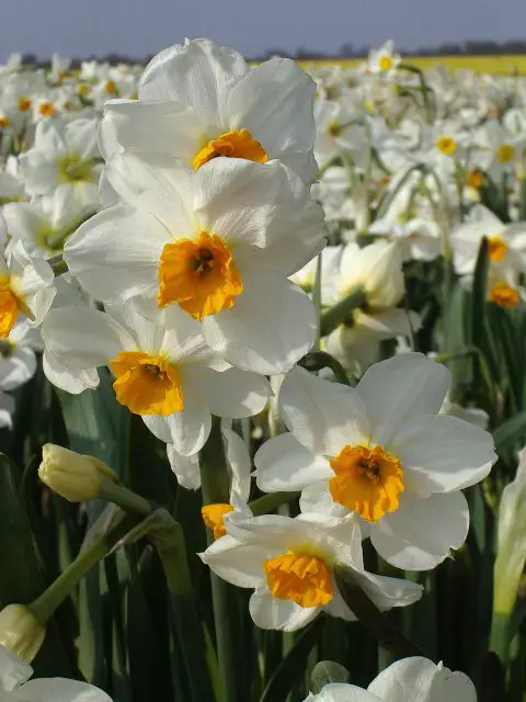 Daffodil Tazetta Geranium Preorder Fall 2026 - Terra Ceia Farms